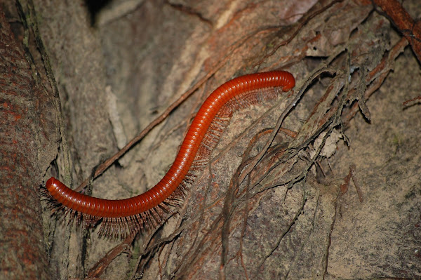 Rusty Millipede | Project Noah