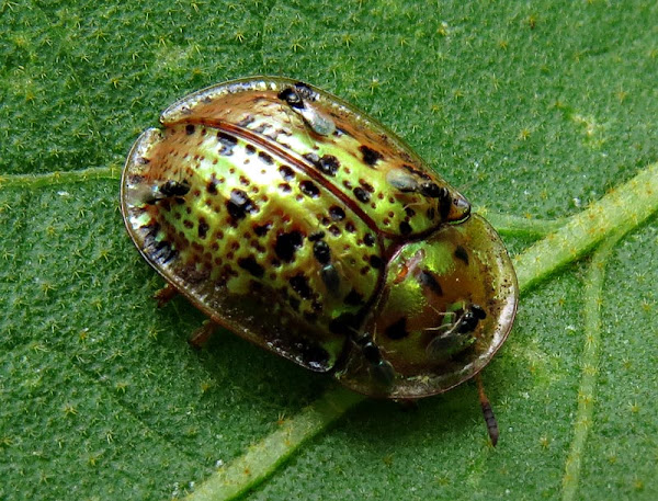 Spotted Tortoise Beetle | Project Noah