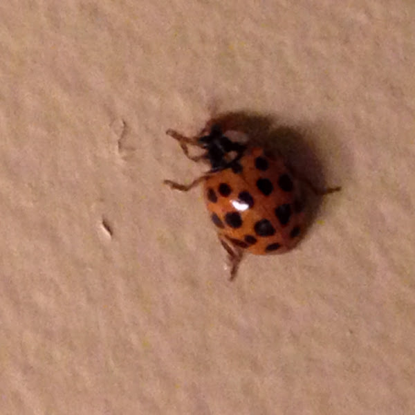 Lady Bug | Project Noah