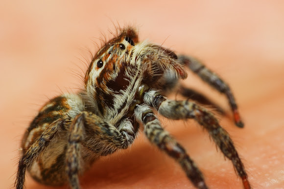 Jumping Spider | Project Noah