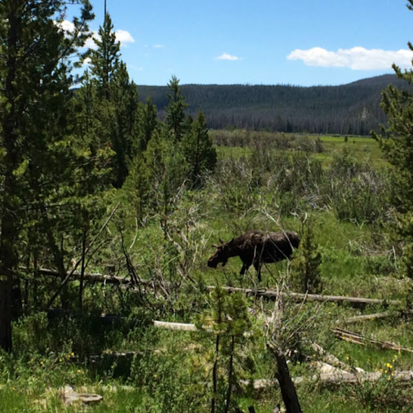 Moose | Project Noah