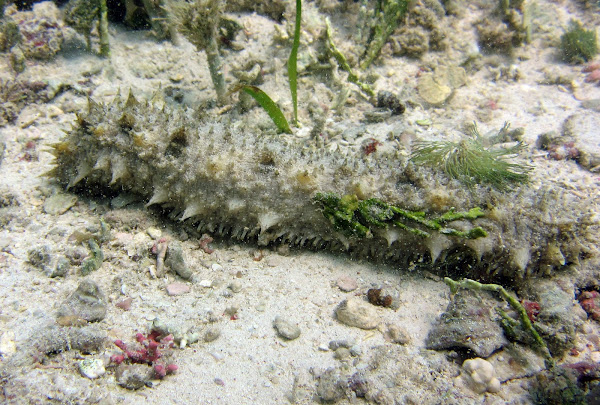 Tiger Tail Sea Cucumber | Project Noah