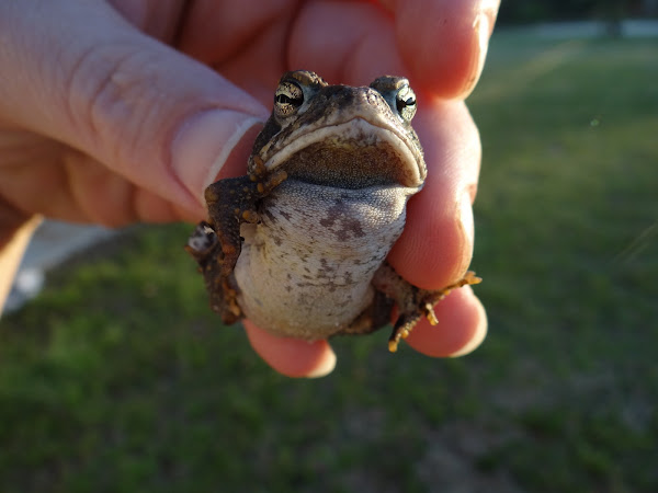 Southern Toad | Project Noah
