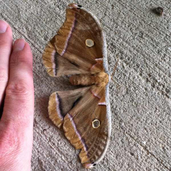 Polyphemus Moth | Project Noah