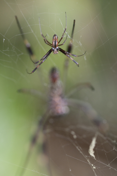 Golden Orb Spider | Project Noah