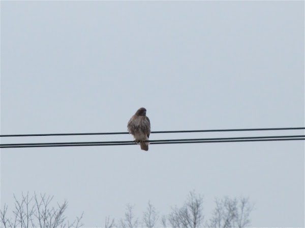 Red-tailed Hawk | Project Noah