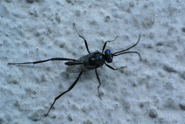 Ensign Wasp | Project Noah