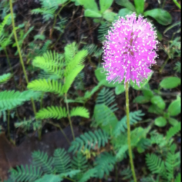 Sunshine Mimosa | Project Noah