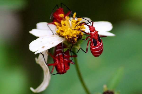 Cotton Stainers | Project Noah