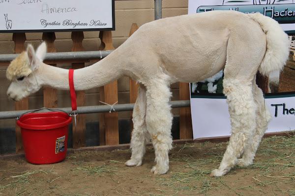 Alpaca | Project Noah