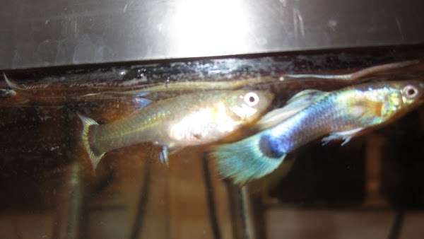 guppies | Project Noah