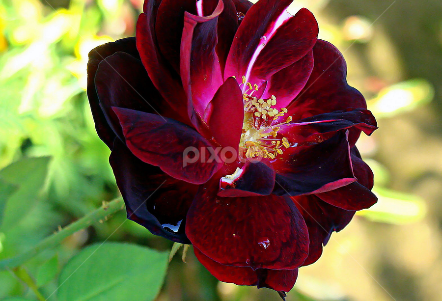 Most Beautiful Single Flower Images | Best Flower Site