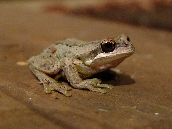 Southern Brown Tree Frog | Project Noah
