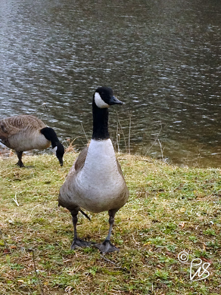 Canada Goose | Project Noah