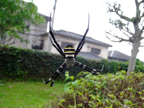 Japanese Garden Spider | Project Noah