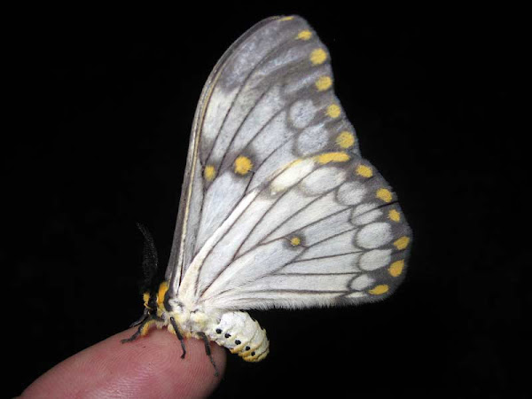 Apollo moth | Project Noah