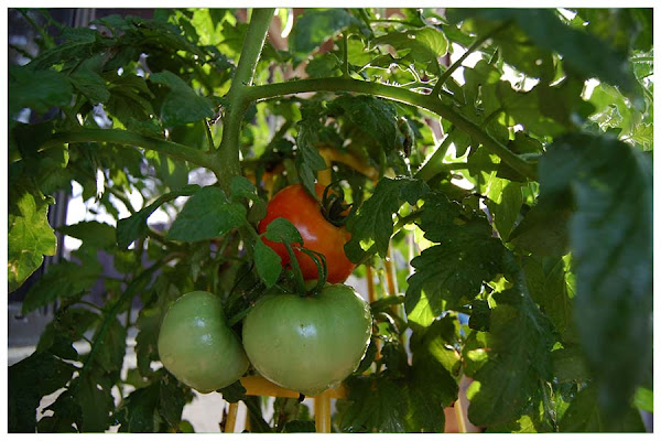 The tomato | Project Noah