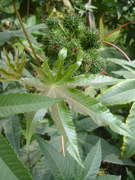 Planta de Ricino | Project Noah