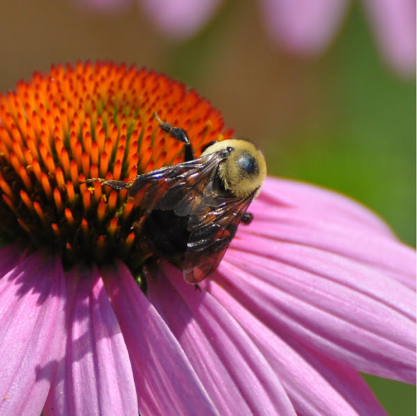 Bumble Bee | Project Noah