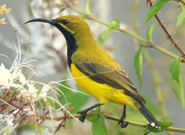Yellow Bellied Sunbird | Project Noah