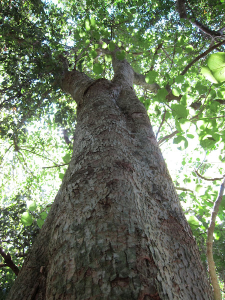 Giant Stinging Tree | Project Noah