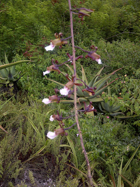 Eulophia Orchid | Project Noah