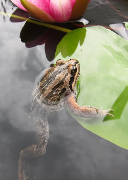 Striped Marsh Frog | Project Noah