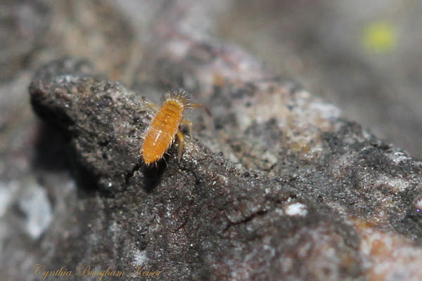 Slender Springtail | Project Noah