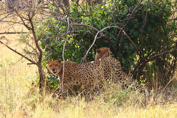 Cheetah | Project Noah