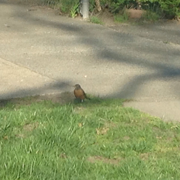 American red robin | Project Noah