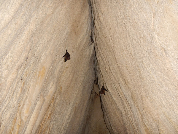 Sheath-tailed Bat or Sac-Winged Bat | Project Noah