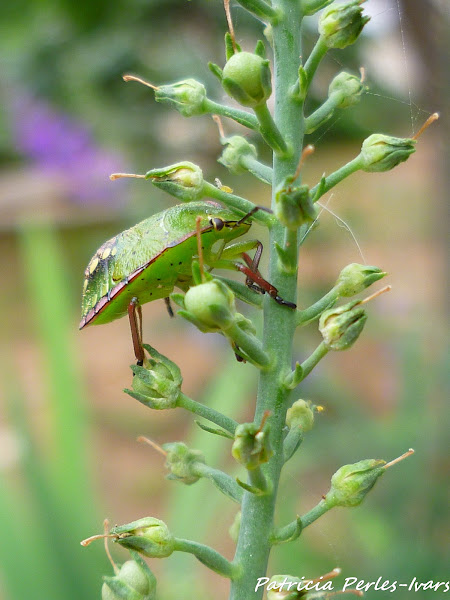 southern green stink bug nymph | Project Noah