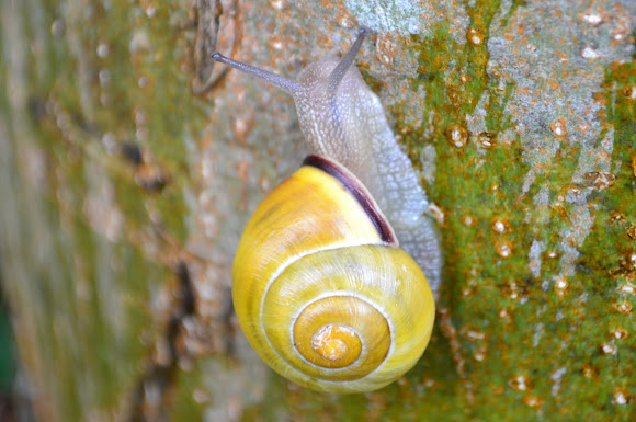 Grove snail | Project Noah
