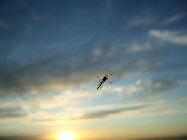 Lake Ellesmere common midge | Project Noah