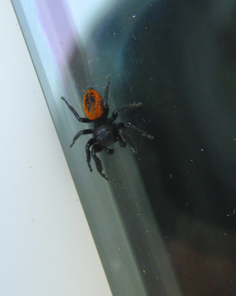 Red backed jumping spider | Project Noah
