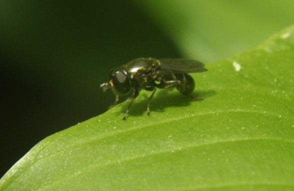 Syrphid Fly | Project Noah