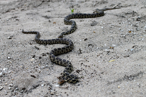 Eastern Fox Snakes | Project Noah
