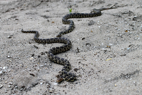 Eastern Fox Snakes | Project Noah