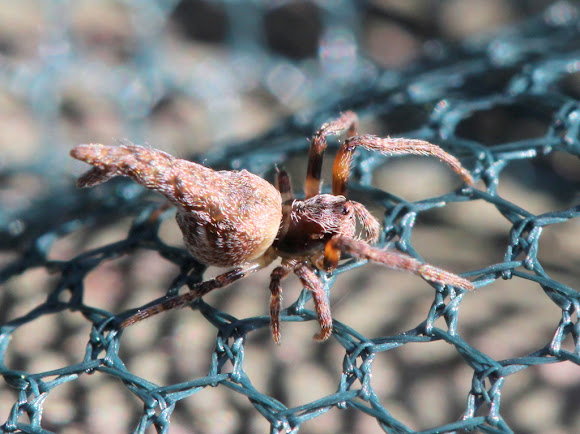 Twig spider | Project Noah