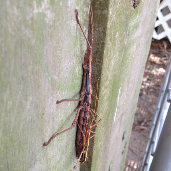 Southern Two-striped Walkingstick (mating pair) | Project Noah