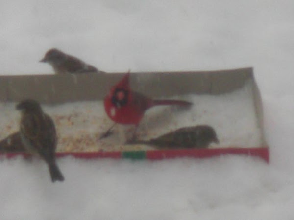 Cardinal | Project Noah