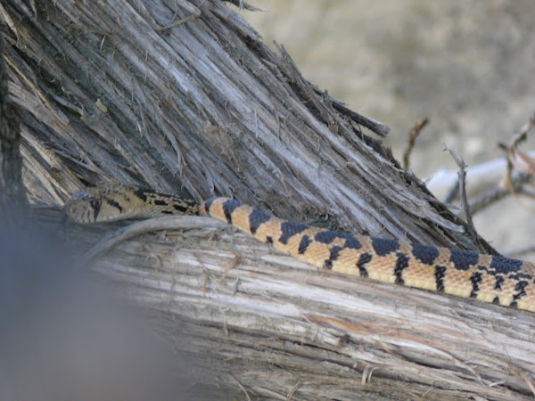 Bull Snake | Project Noah