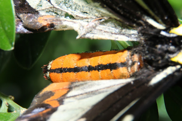 Northern Giant Flag Moth | Project Noah