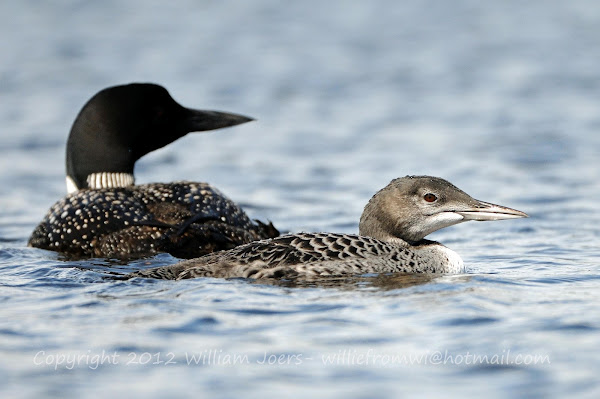 Great Northern Loon | Project Noah