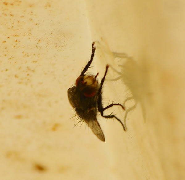 Red-tailed Flesh Fly | Project Noah