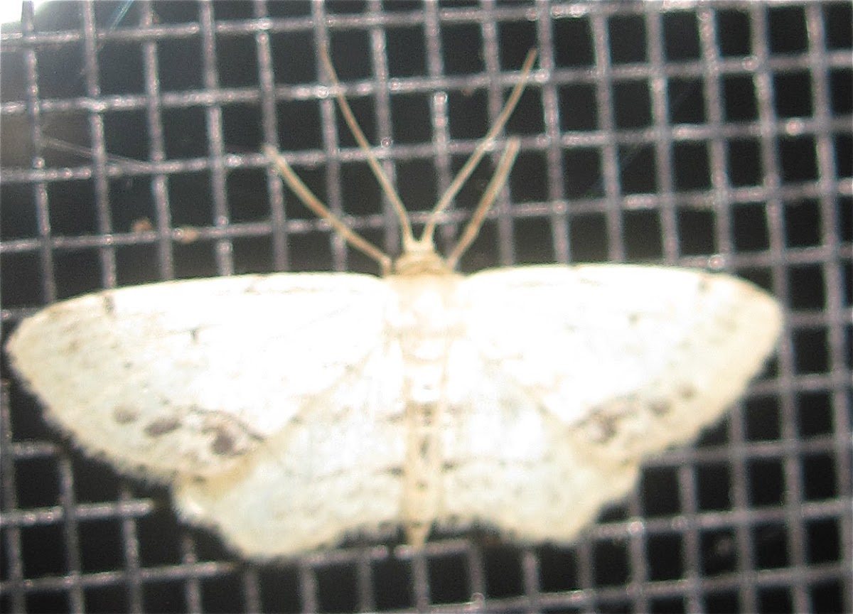 Single-dotted Wave | Project Noah