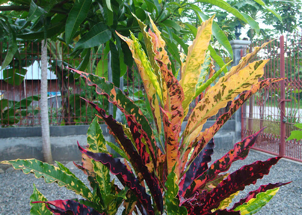 Garden Croton | Project Noah
