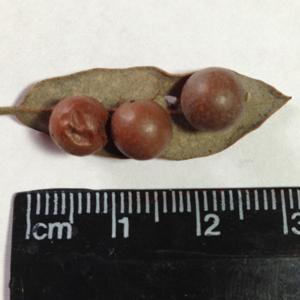 Live Oak Gall | Project Noah