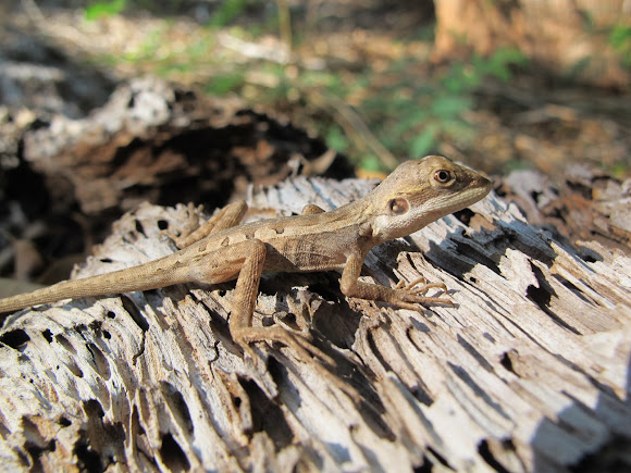 Tata Lizard | Project Noah