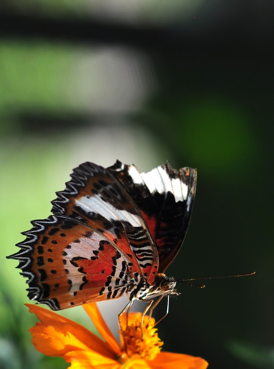 Leopard Lacewing | Project Noah